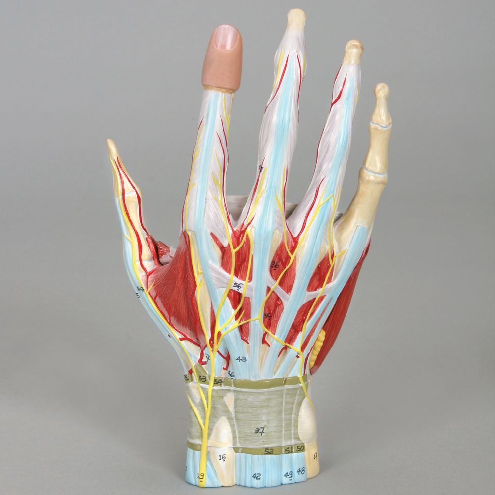 Hand Anatomy Model
