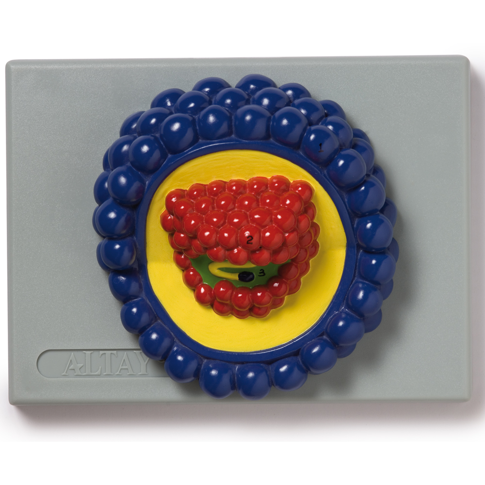 Altay® HIV Model | Carolina Biological Supply