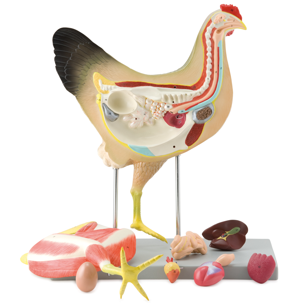 Altay® Hen Model | Carolina Biological Supply