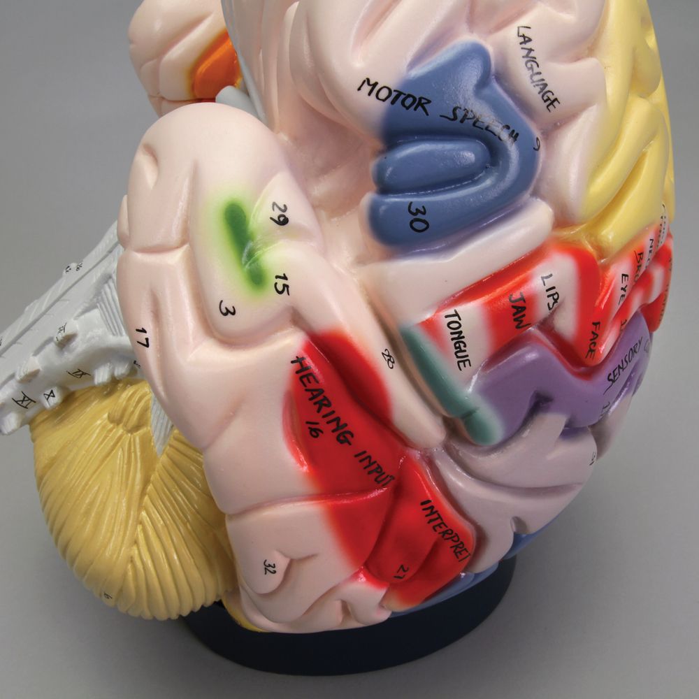 Modelo Cerebral Inferior