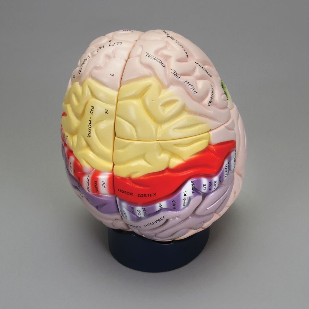 Big Human Brain Humans Evolved Big Brains To Be Social?