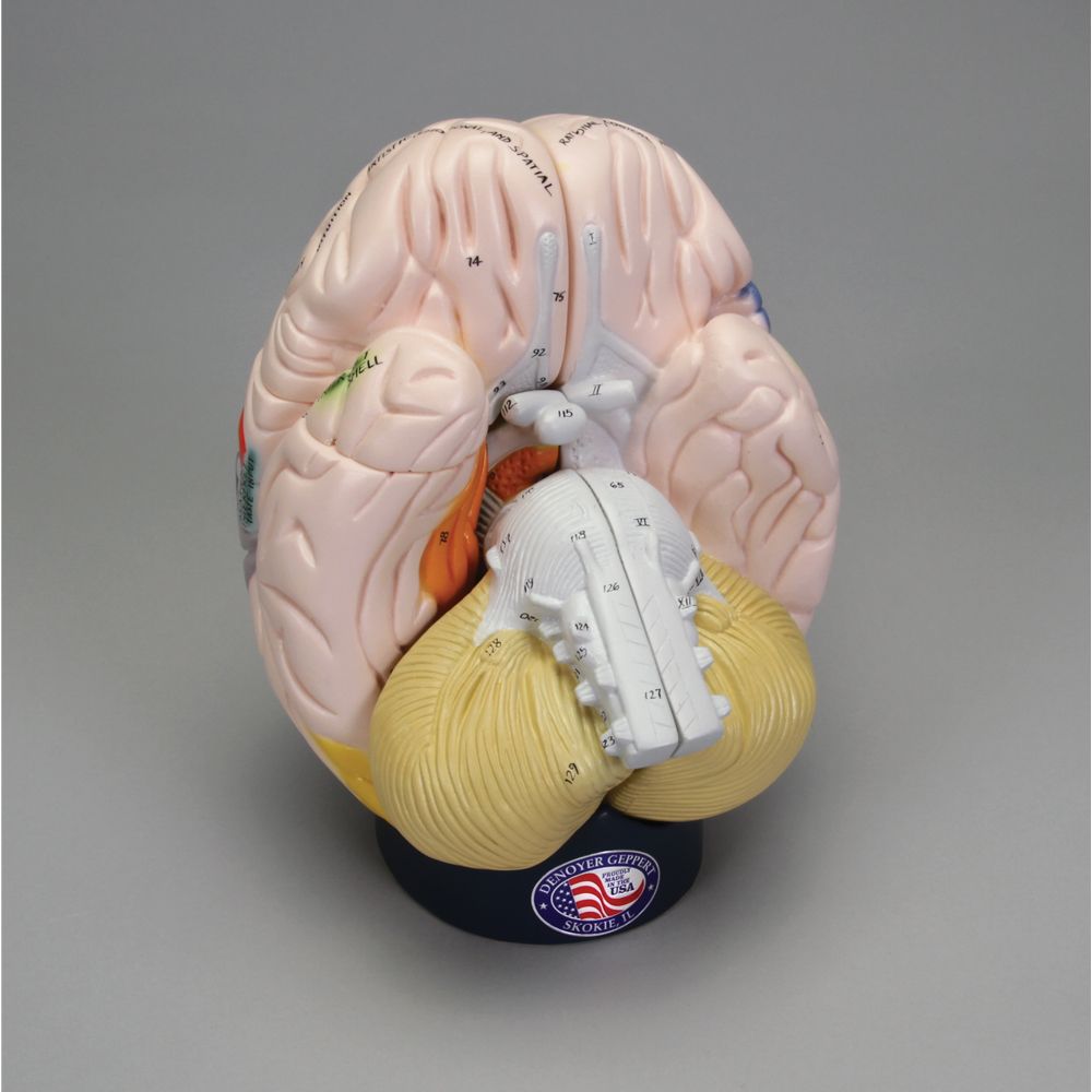 Big Human Brain Humans Evolved Big Brains To Be Social?