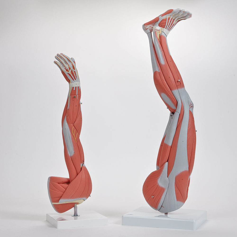 3B® Human Limb Models Set | Carolina Biological Supply