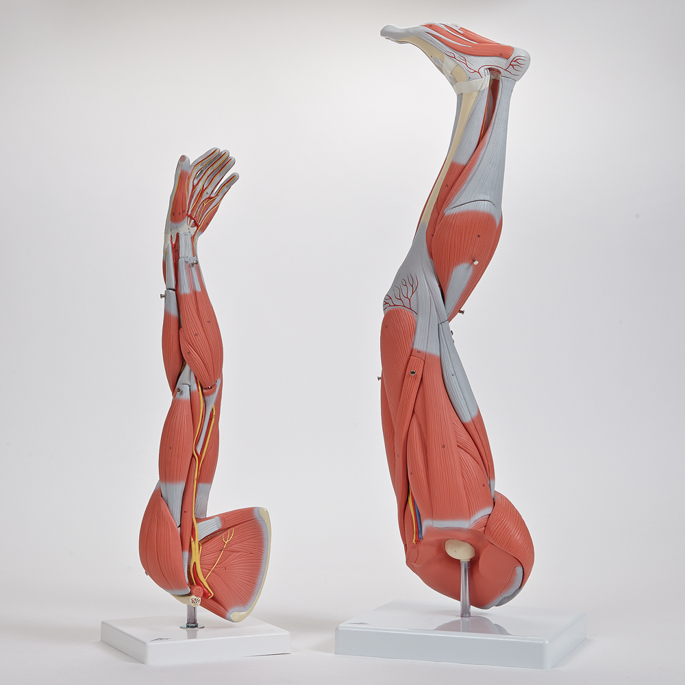3B® Human Limb Models Set | Carolina Biological Supply