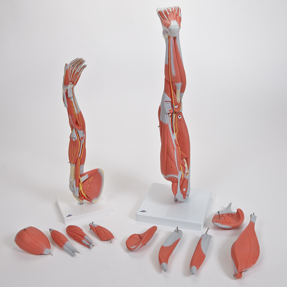 3B® Human Limb Models Set | Carolina Biological Supply