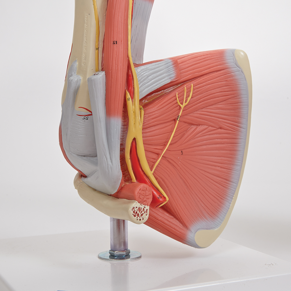 3B® Human Limb Models Set | Carolina Biological Supply