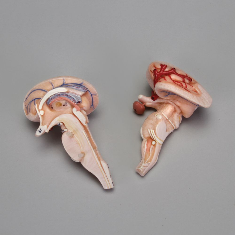 Somso Human Brain Stem Model | Carolina Biological Supply
