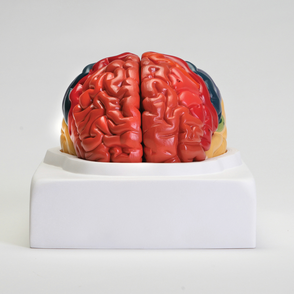 Altay® Human Regional Brain Model | Carolina Biological Supply