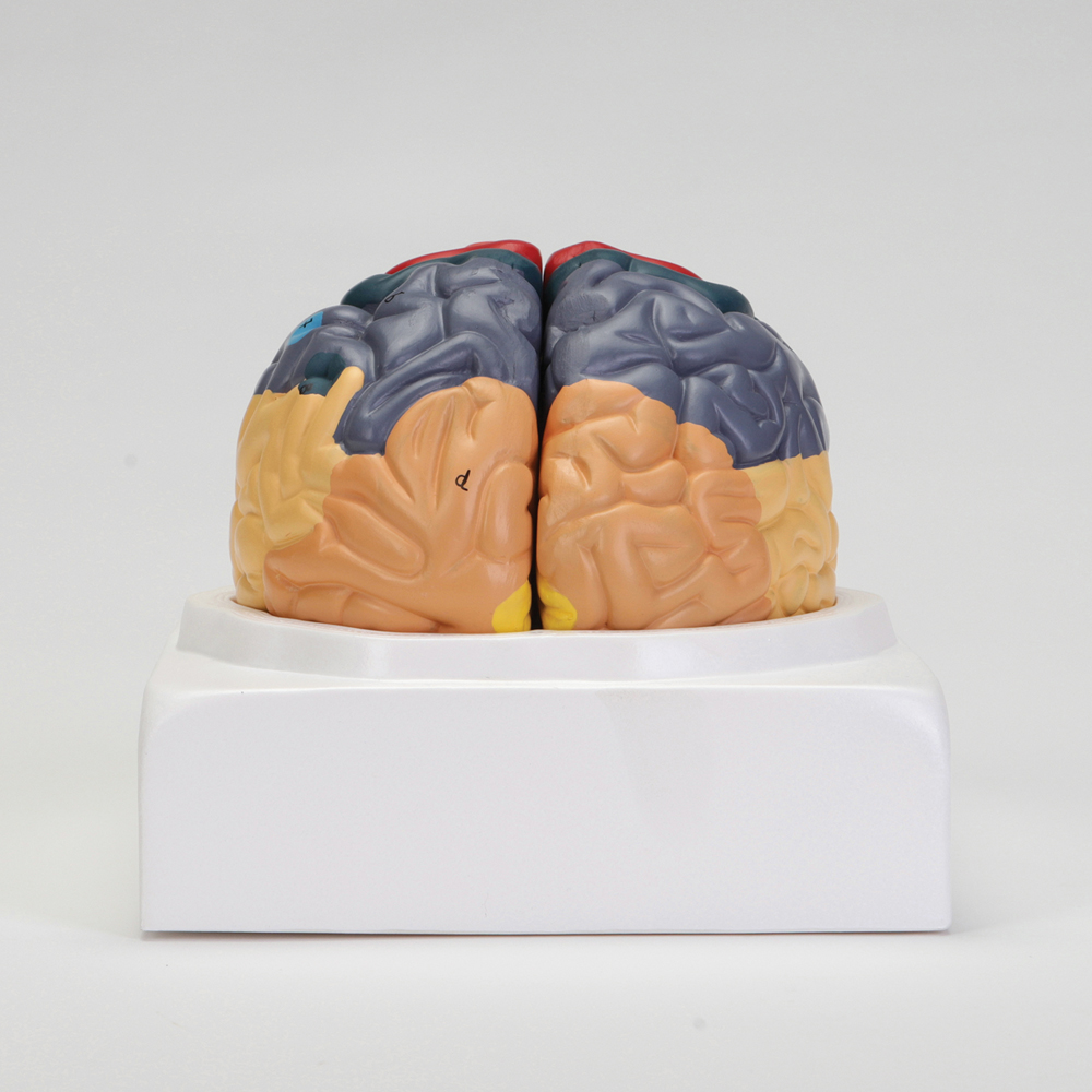 Altay® Human Regional Brain Model | Carolina Biological Supply
