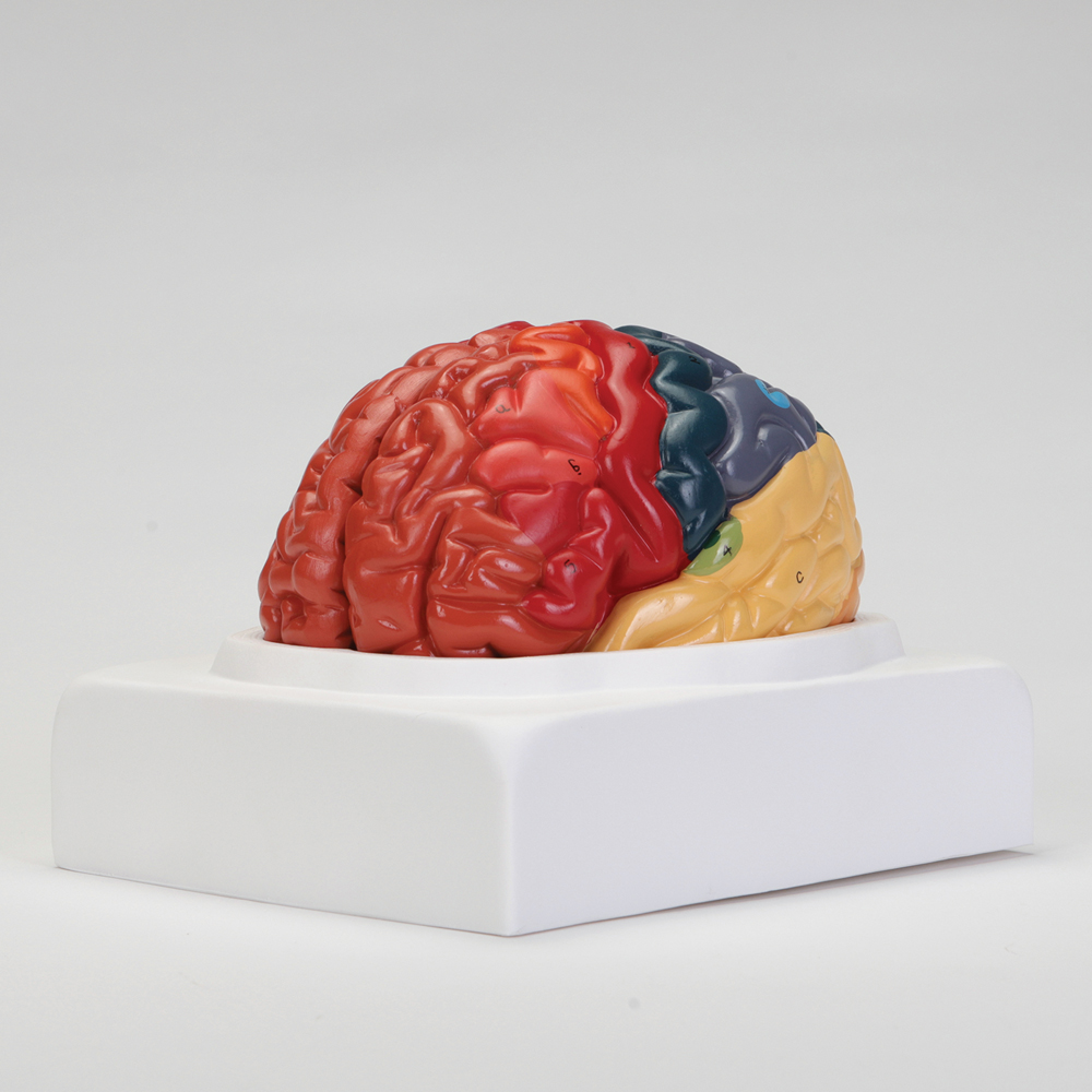Altay® Human Regional Brain Model | Carolina Biological Supply
