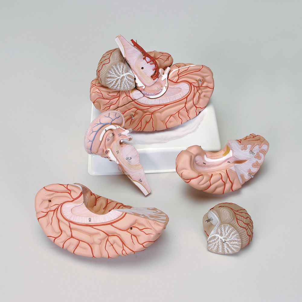 Altay® Human Brain with Arteries Model | Carolina Biological Supply