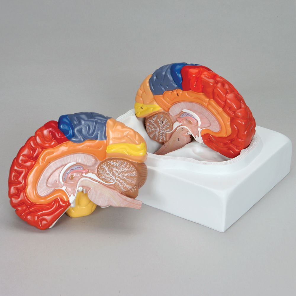 Altay Human Regional Brain Model | Carolina.com