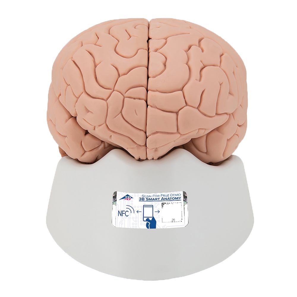 3B® Human Brain Model | Carolina Biological Supply