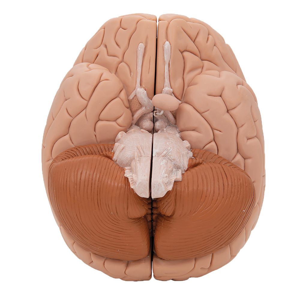 3B® Human Brain Model | Carolina Biological Supply