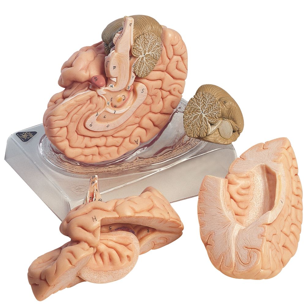 Somso® Human Brain Model, 4 Parts | Carolina Biological Supply