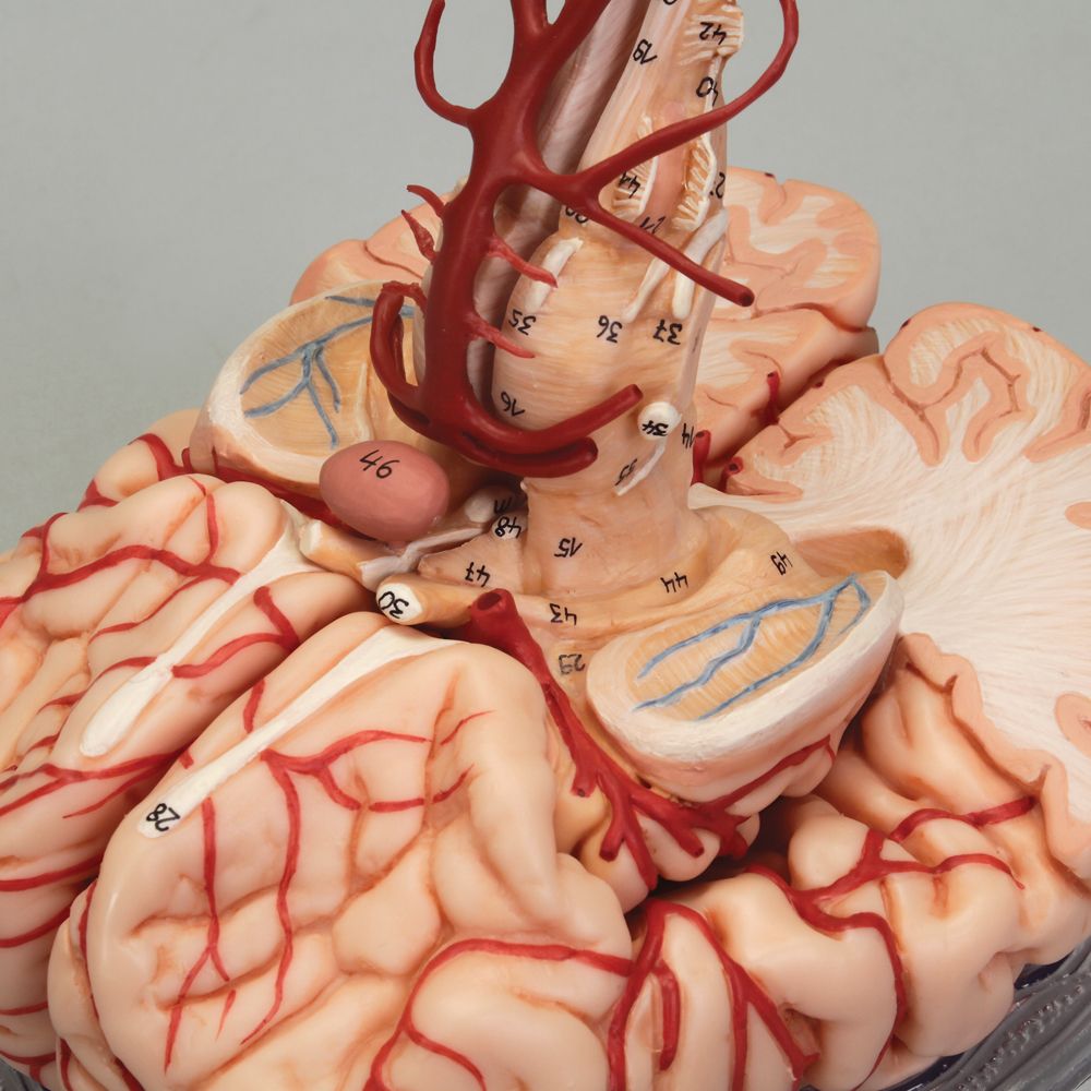 Somso Human Brain with Arteries Model | Carolina Biological Supply