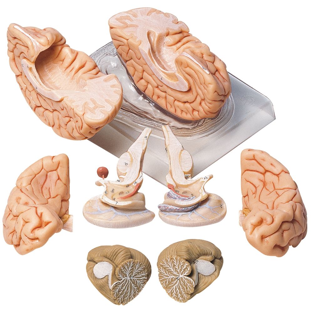Somso Human Brain Model, 8 Parts | Carolina Biological Supply
