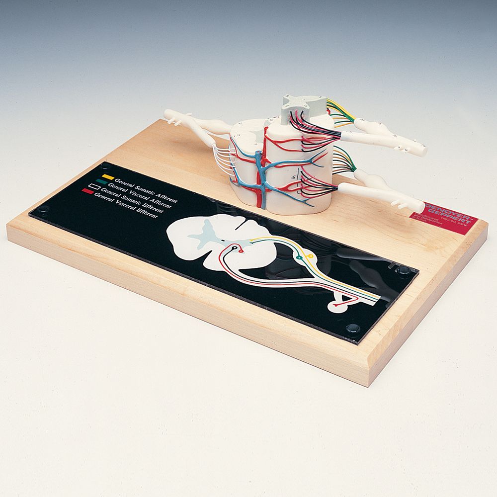 Denoyer-Geppert Deluxe Human Spinal Cord Model | Carolina.com