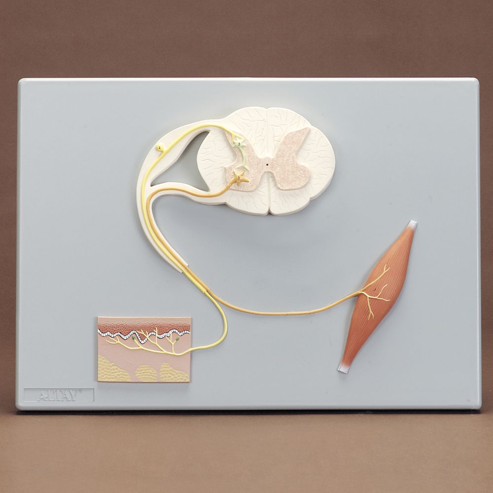 Human Reflex Pathway Model | Carolina Biological Supply