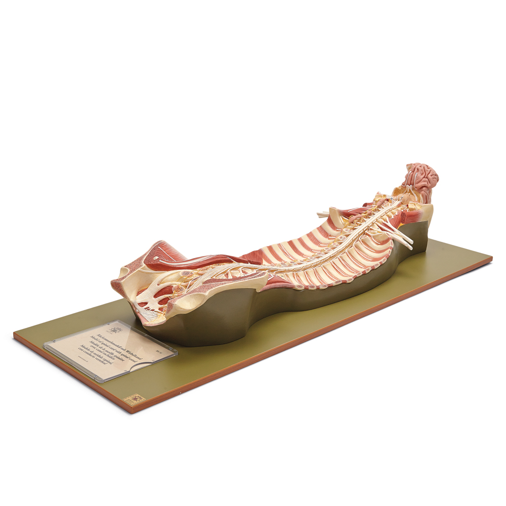 Somso Human Nervous System Model | Carolina Biological Supply