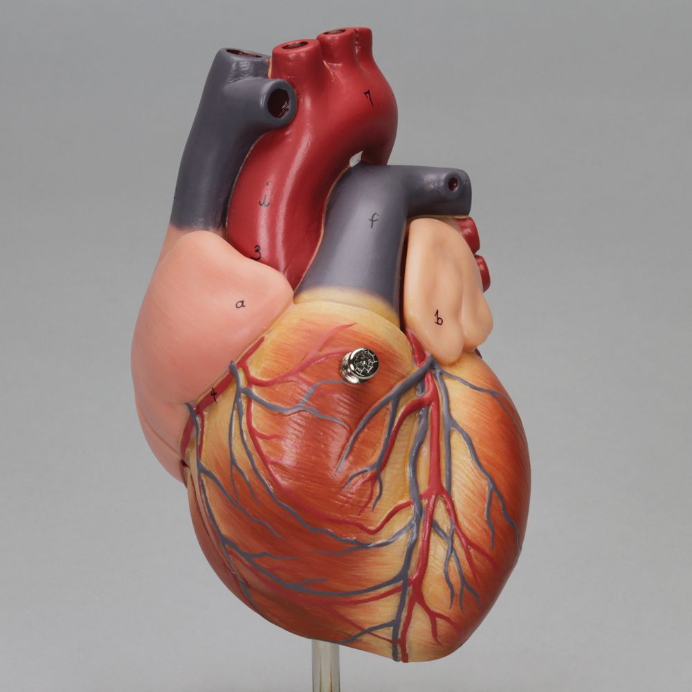 Somso® 2-Part Human Heart Model | Carolina Biological Supply