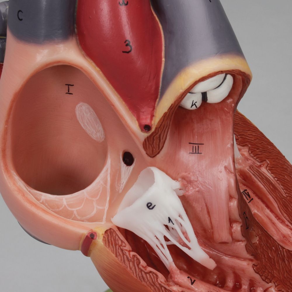 Somso® 2-Part Human Heart Model | Carolina Biological Supply