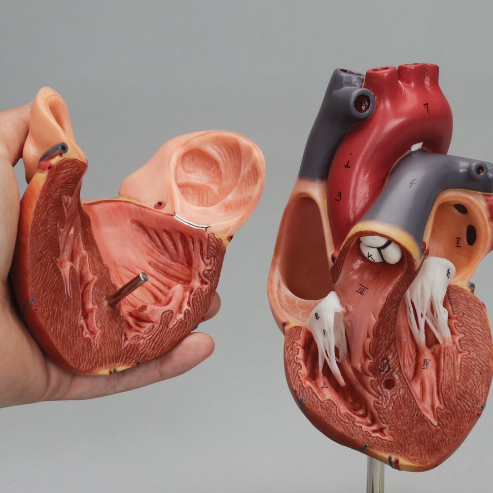 Somso® 2-Part Human Heart Model | Carolina Biological Supply