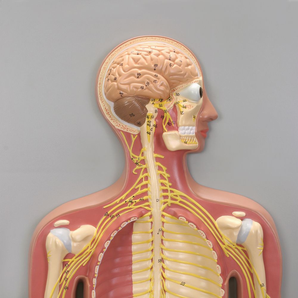 Altay Human Nervous System Model | Carolina Biological Supply