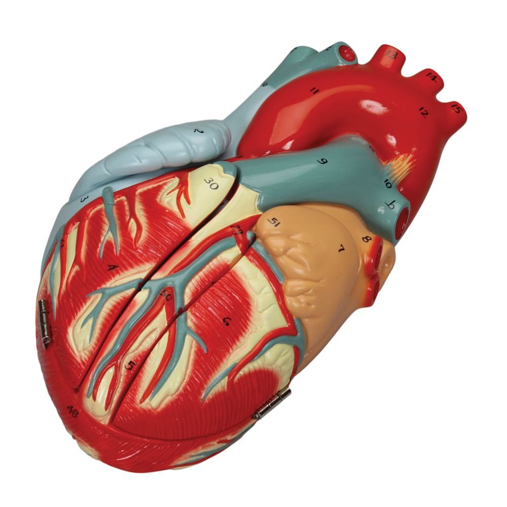Plastic Heart Model Labeled