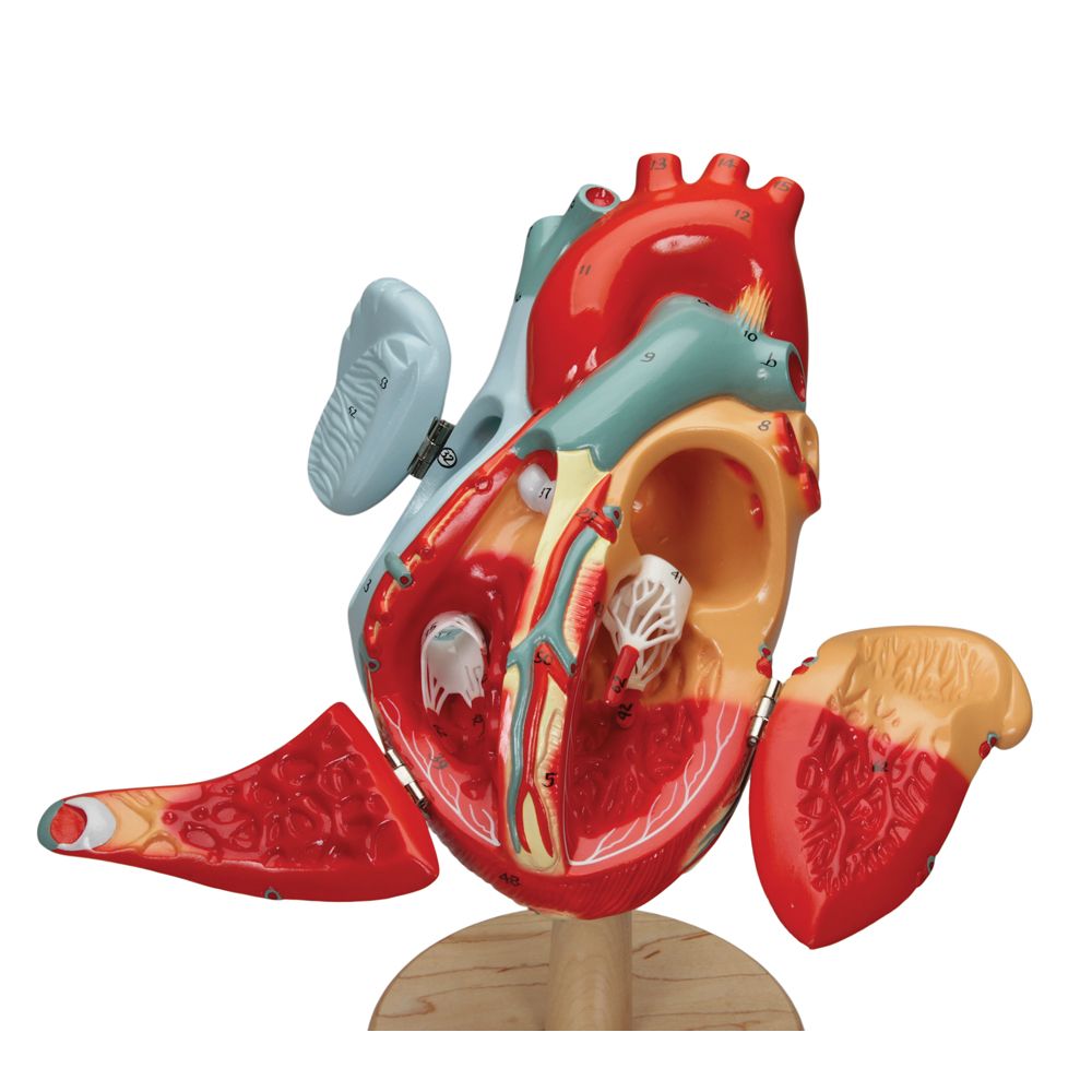 Denoyer-Geppert Heart of America Model | Carolina Biological Supply