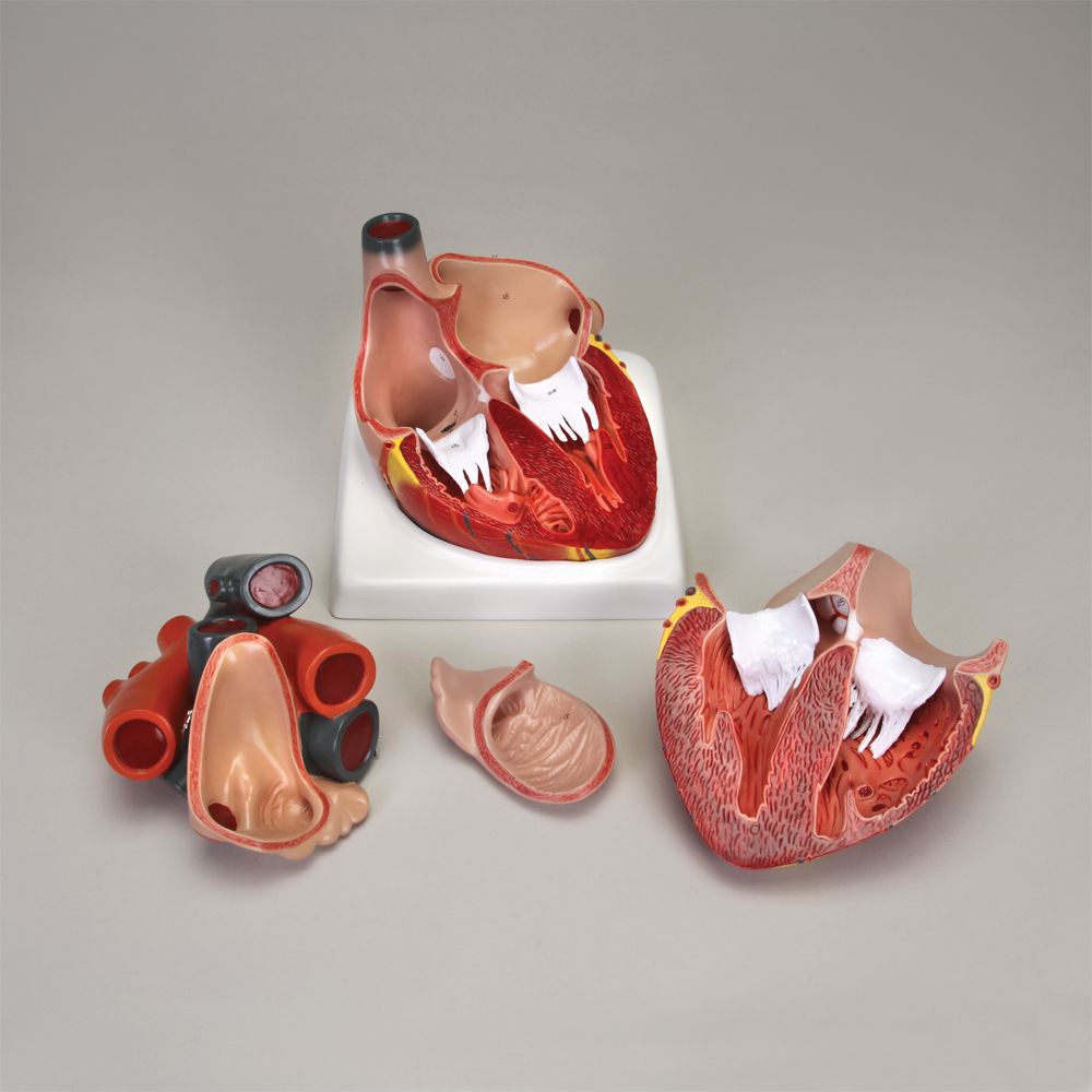 Altay® Giant Heart Model, 4 Parts | Carolina Biological Supply