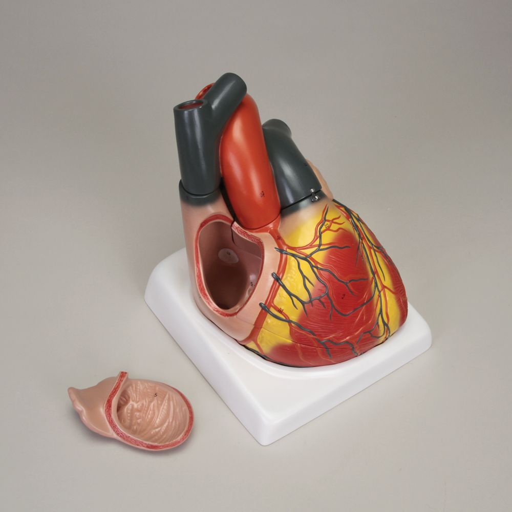 Anatomisk Hjerte Sjablong Tavla Med Hjärtas Anatomi. Illustration