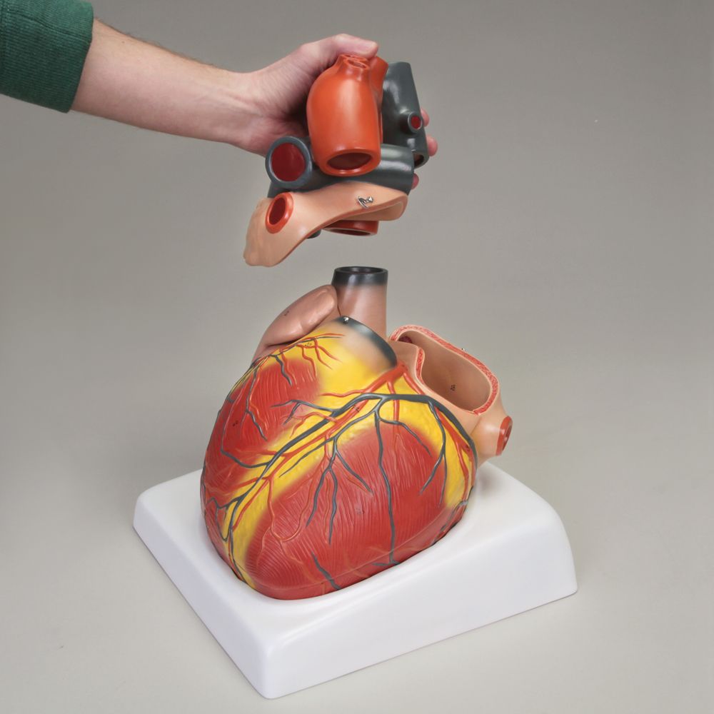 Altay® Giant Heart Model, 4 Parts | Carolina Biological Supply