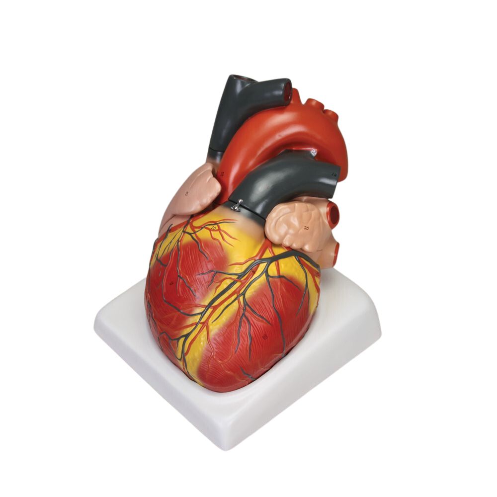Altay® Giant Heart Model, 4 Parts | Carolina Biological Supply