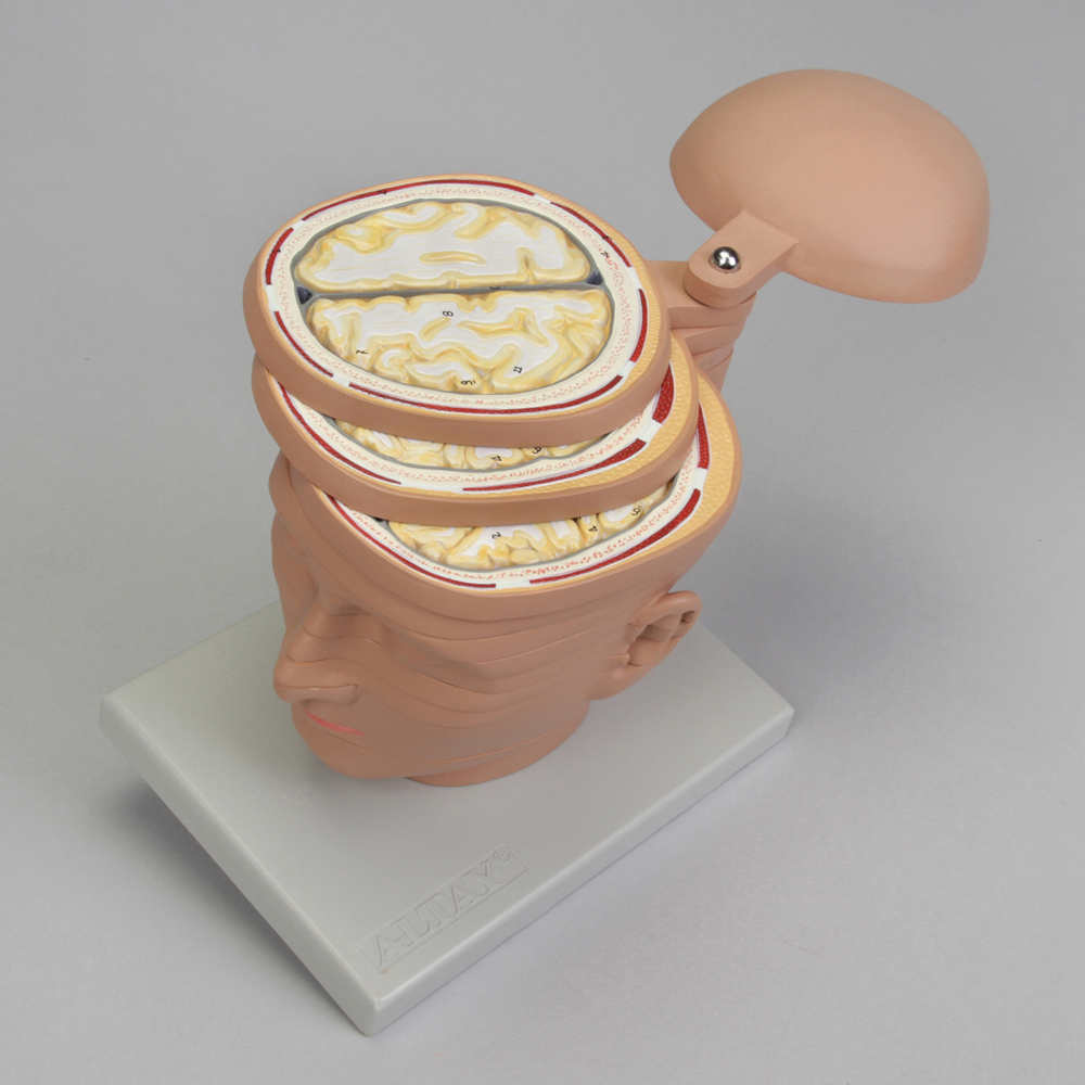 Altay® Horizontally Sectioned Human Head Model | Carolina Biological Supply