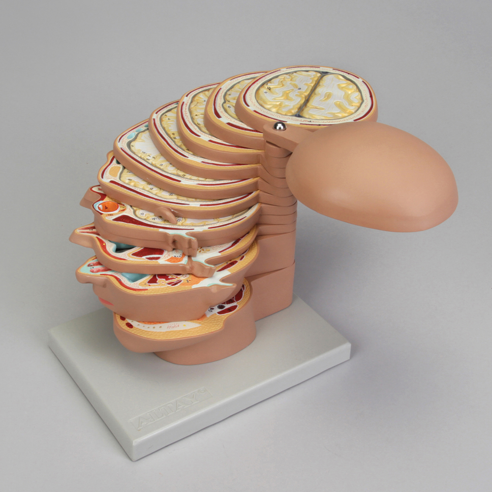 Altay® Horizontally Sectioned Human Head Model | Carolina Biological Supply