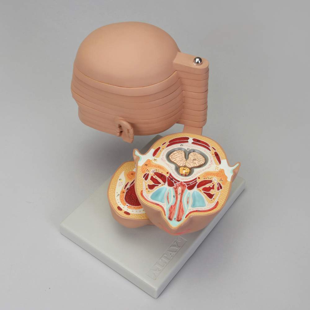 Altay® Horizontally Sectioned Human Head Model | Carolina Biological Supply