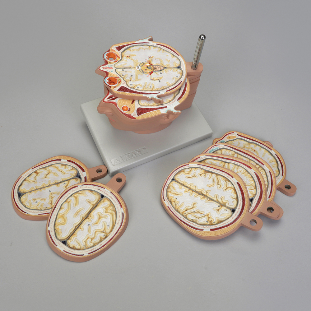 Altay® Horizontally Sectioned Human Head Model | Carolina Biological Supply
