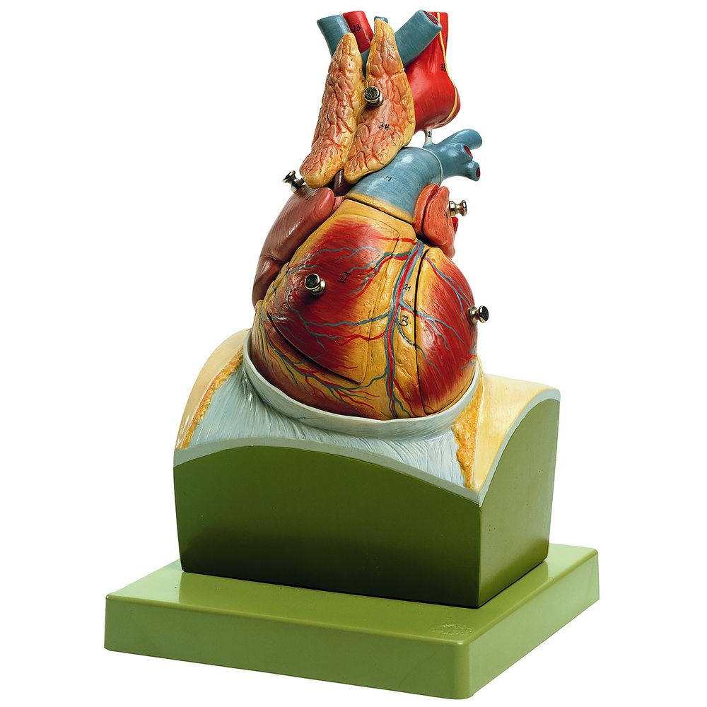 Somso® Human Heart on Diaphragm Model | Carolina Biological Supply