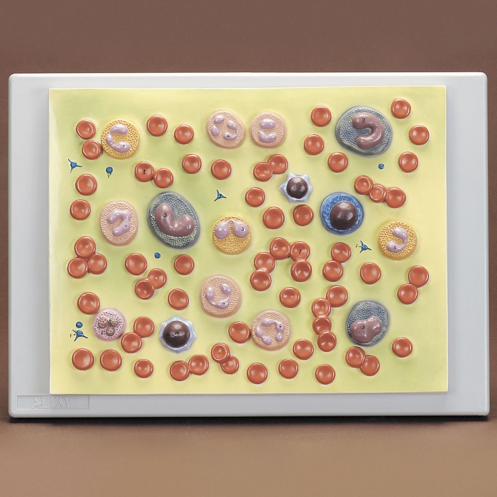 Altay Human Blood Cell Types Model | Carolina.com