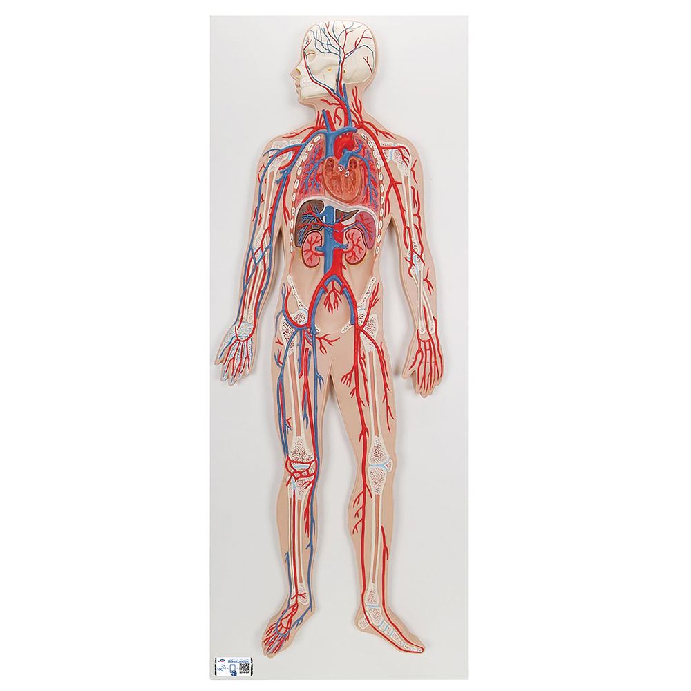 3B® Human Circulatory System Model | Carolina Biological Supply