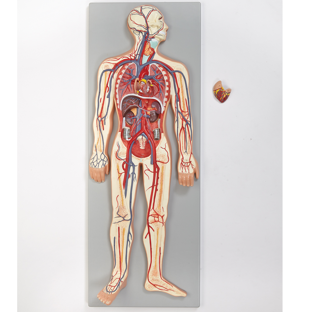 Altay® Human Circulatory System Model | Carolina Biological Supply