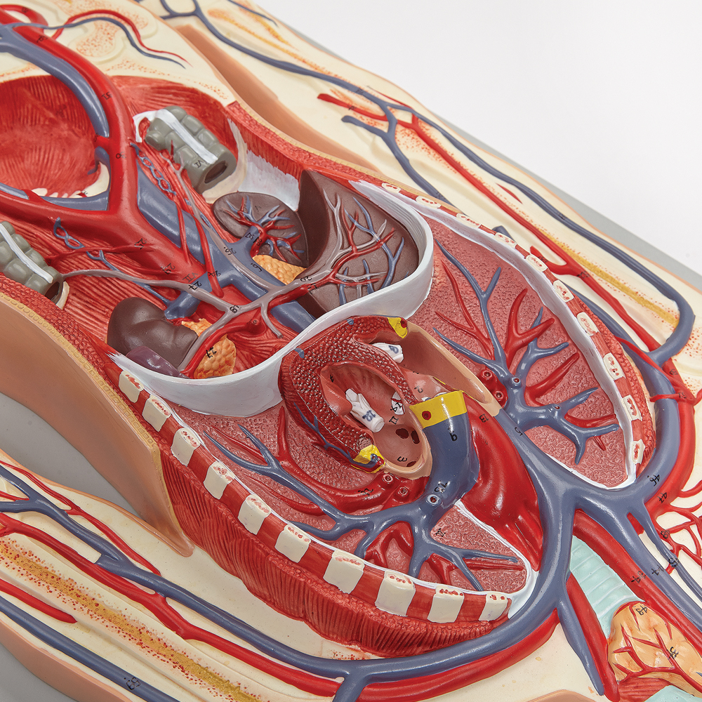 Altay® Human Circulatory System Model | Carolina Biological Supply