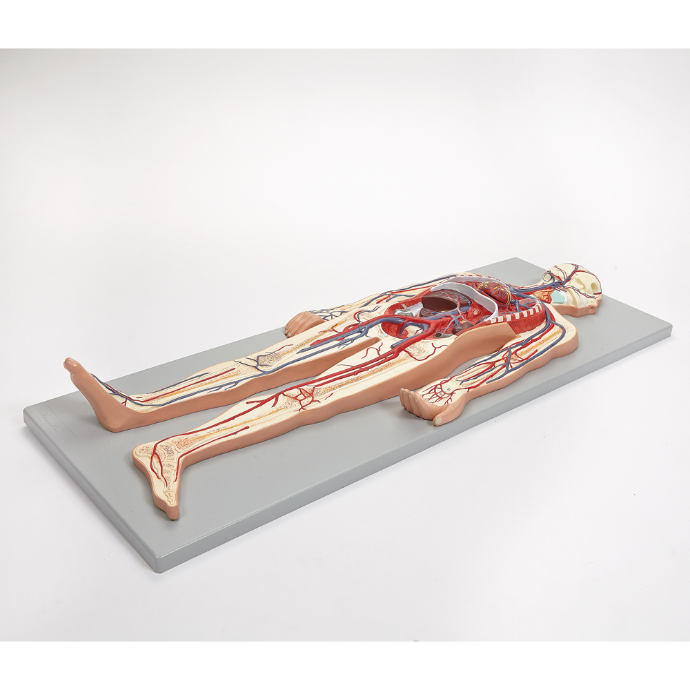Altay® Human Circulatory System Model | Carolina Biological Supply