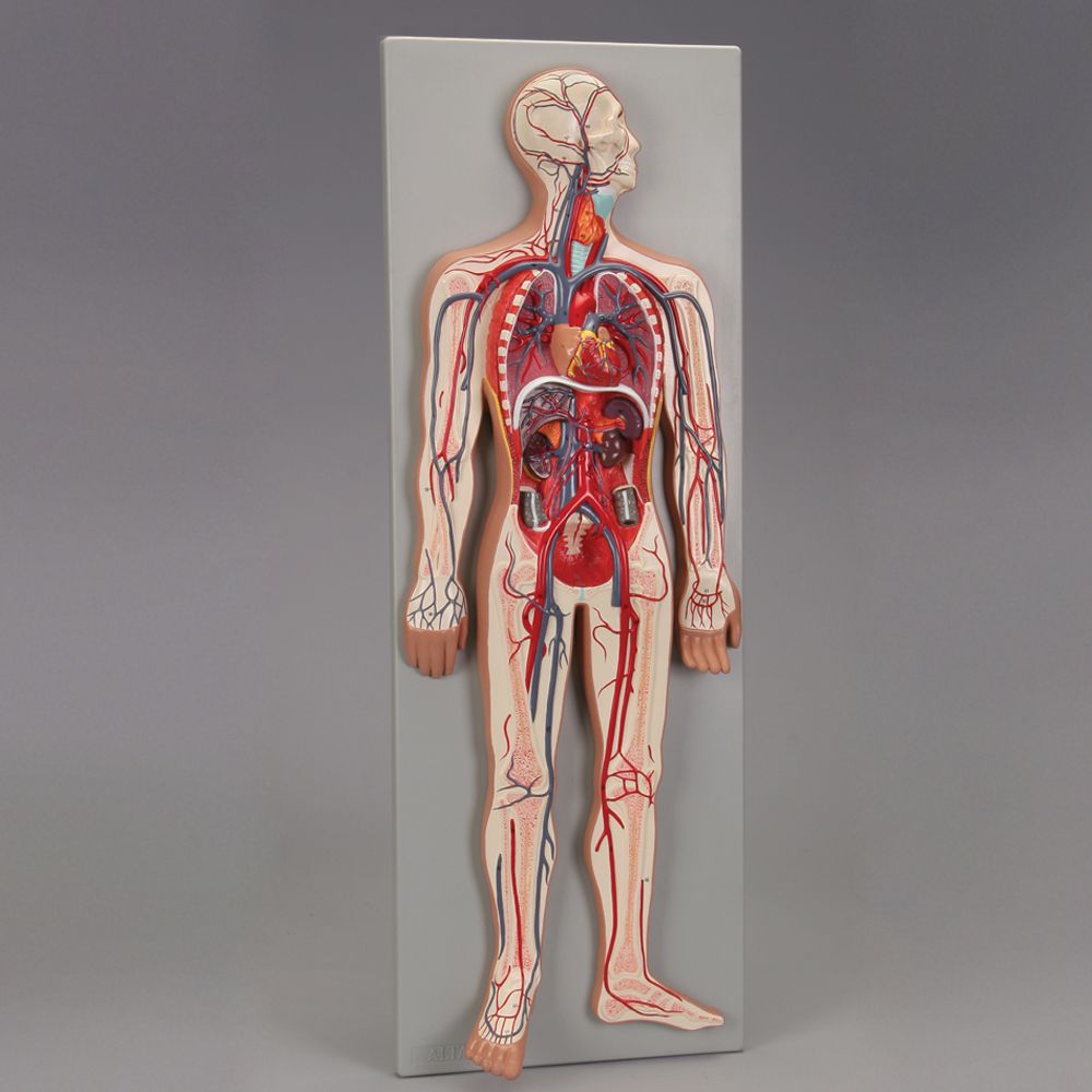 Circulatory System Model