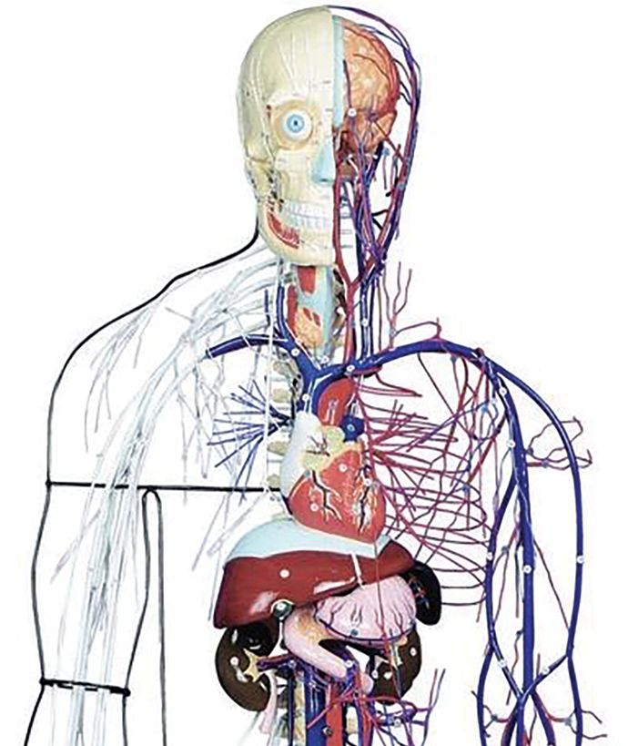 Human Full-Figure Nervous and Circulatory System Model | Carolina ...