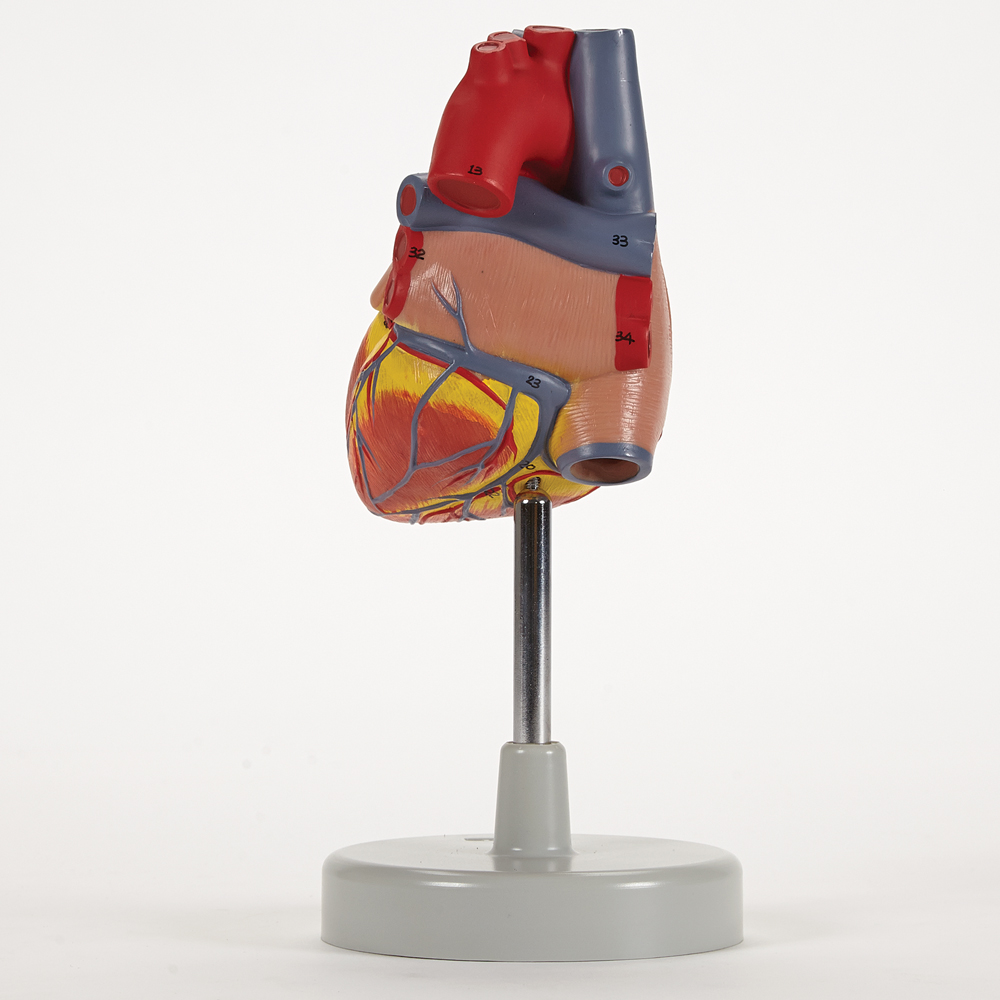 Altay® Human Heart Model | Carolina Biological Supply