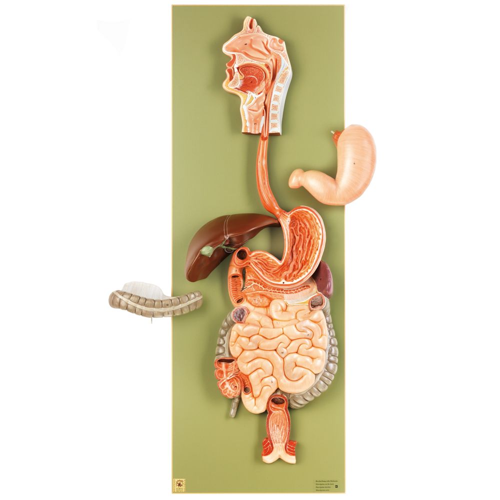 Somso® Human Digestive Tract Model | Carolina Biological Supply