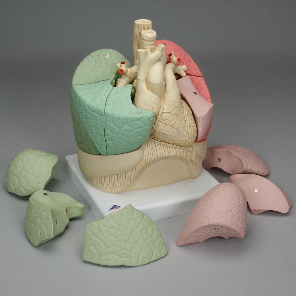 3b® Human Segmented Lung Model Carolina Biological Supply