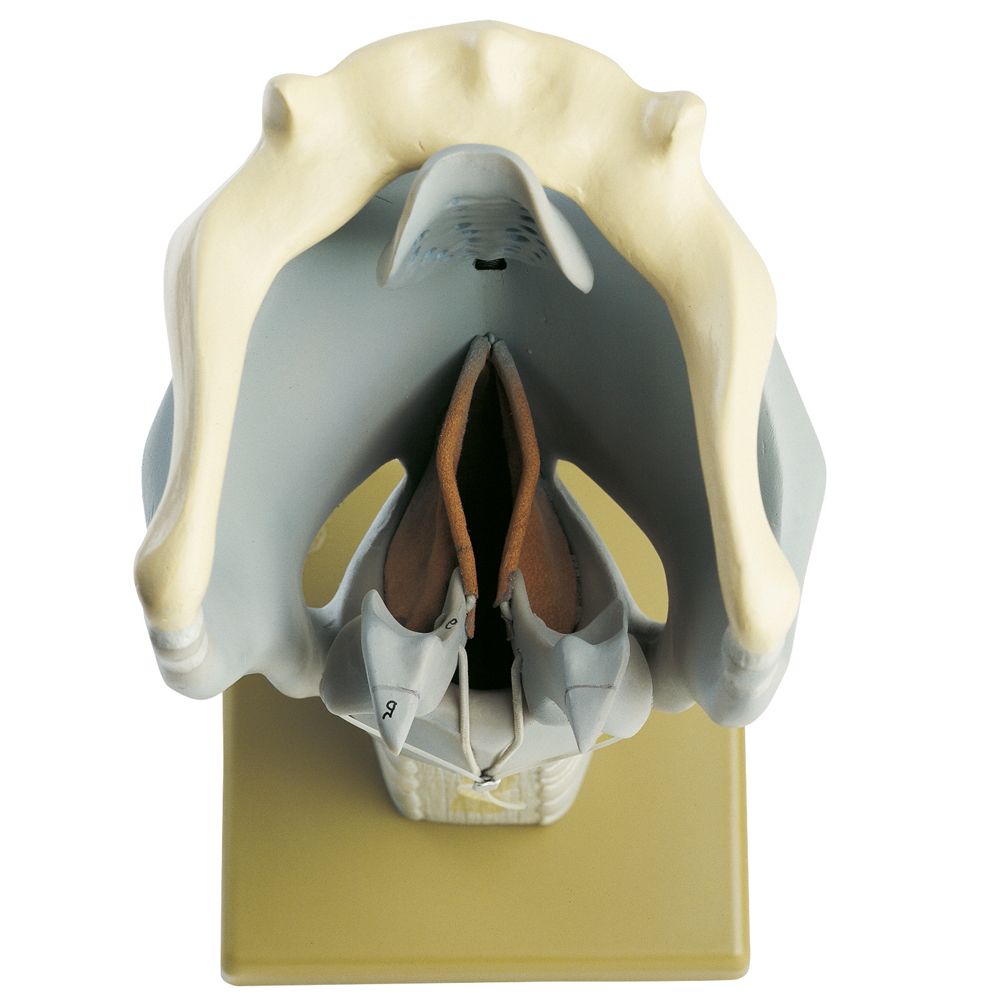 Somso Human Larynx Model | Carolina Biological Supply